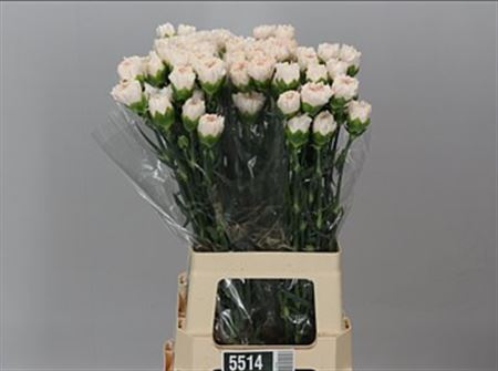 Carnations & Spray Cars