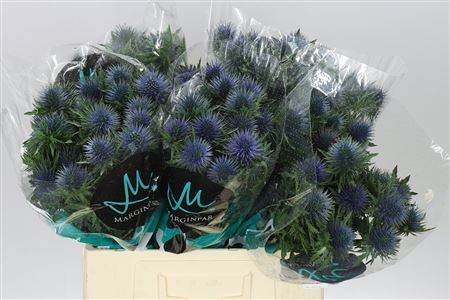Eryngium