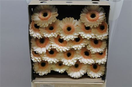 Gerbera & Germini