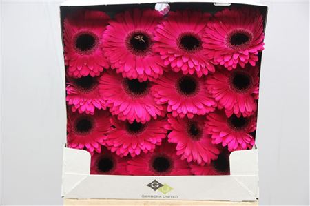Gerbera & Germini