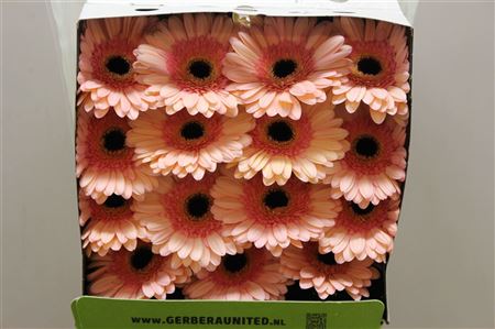 Gerbera & Germini