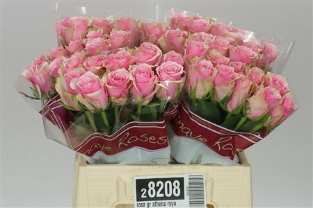 Roses