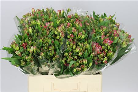 Alstroemeria