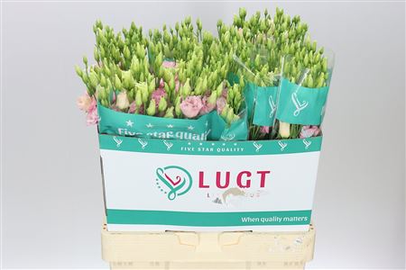 Eustoma