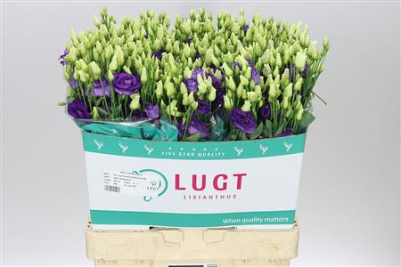 Eustoma