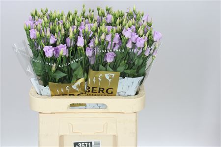 Eustoma