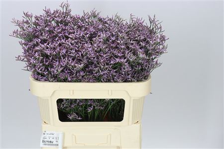 Limonium, Statice