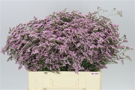 Limonium, Statice