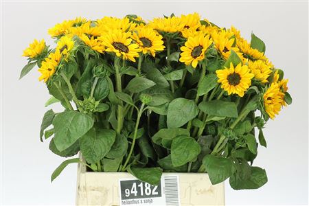 Sunflowers